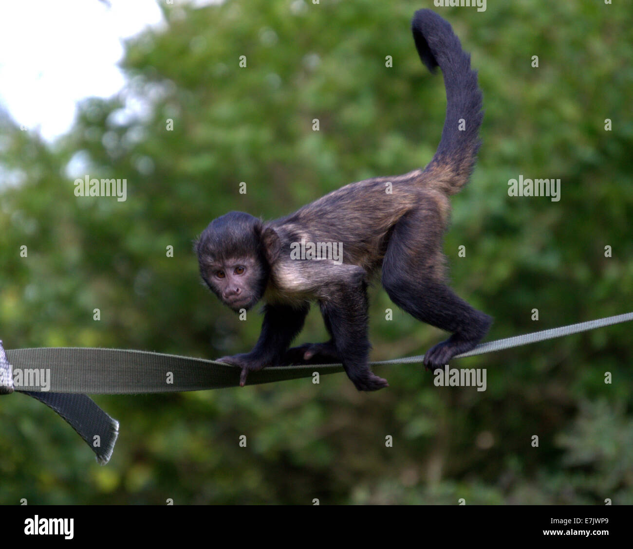 Buffy Headed Capuchin Monkey Stock Photo - Alamy