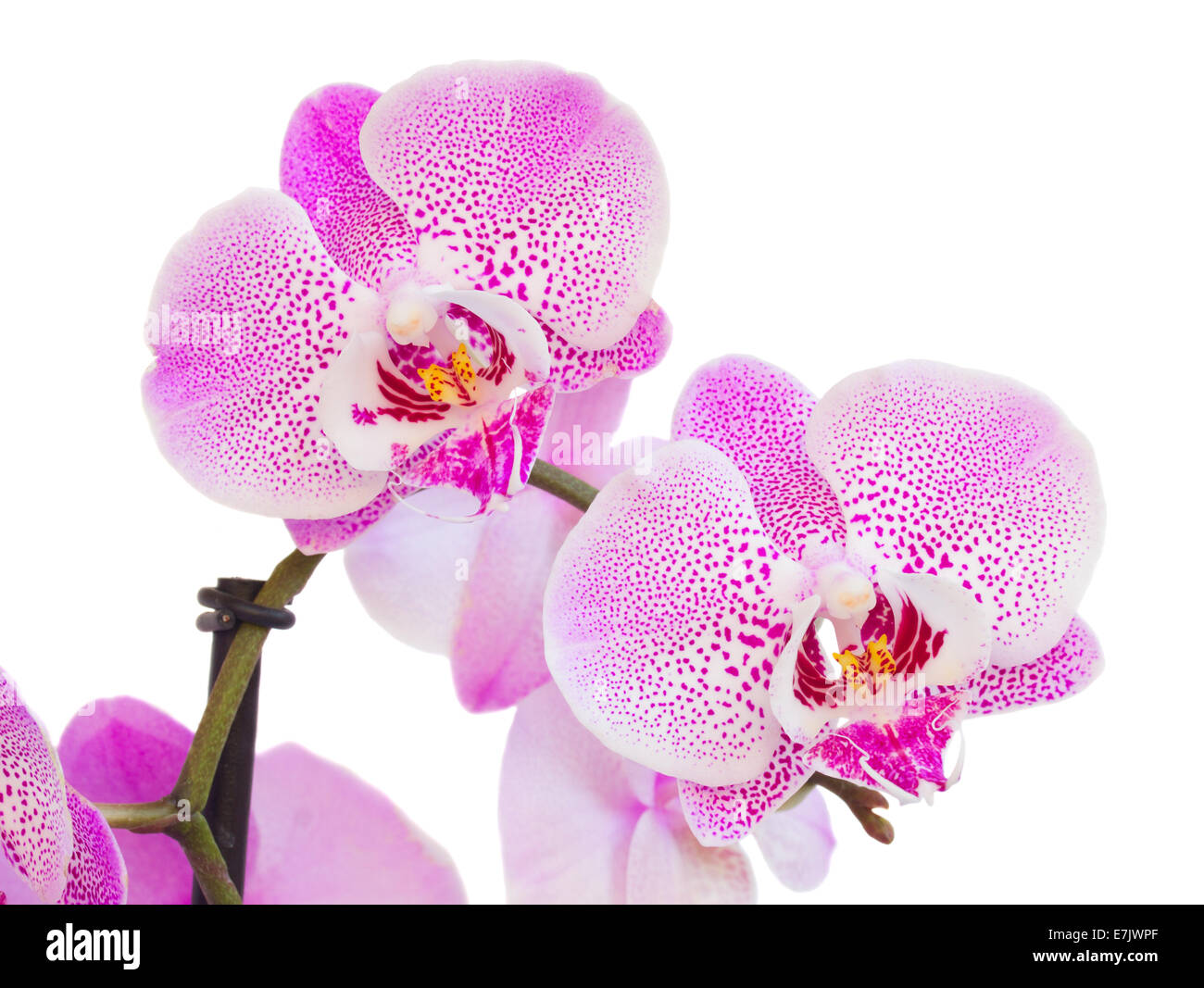pink orchid branch close up Stock Photo - Alamy