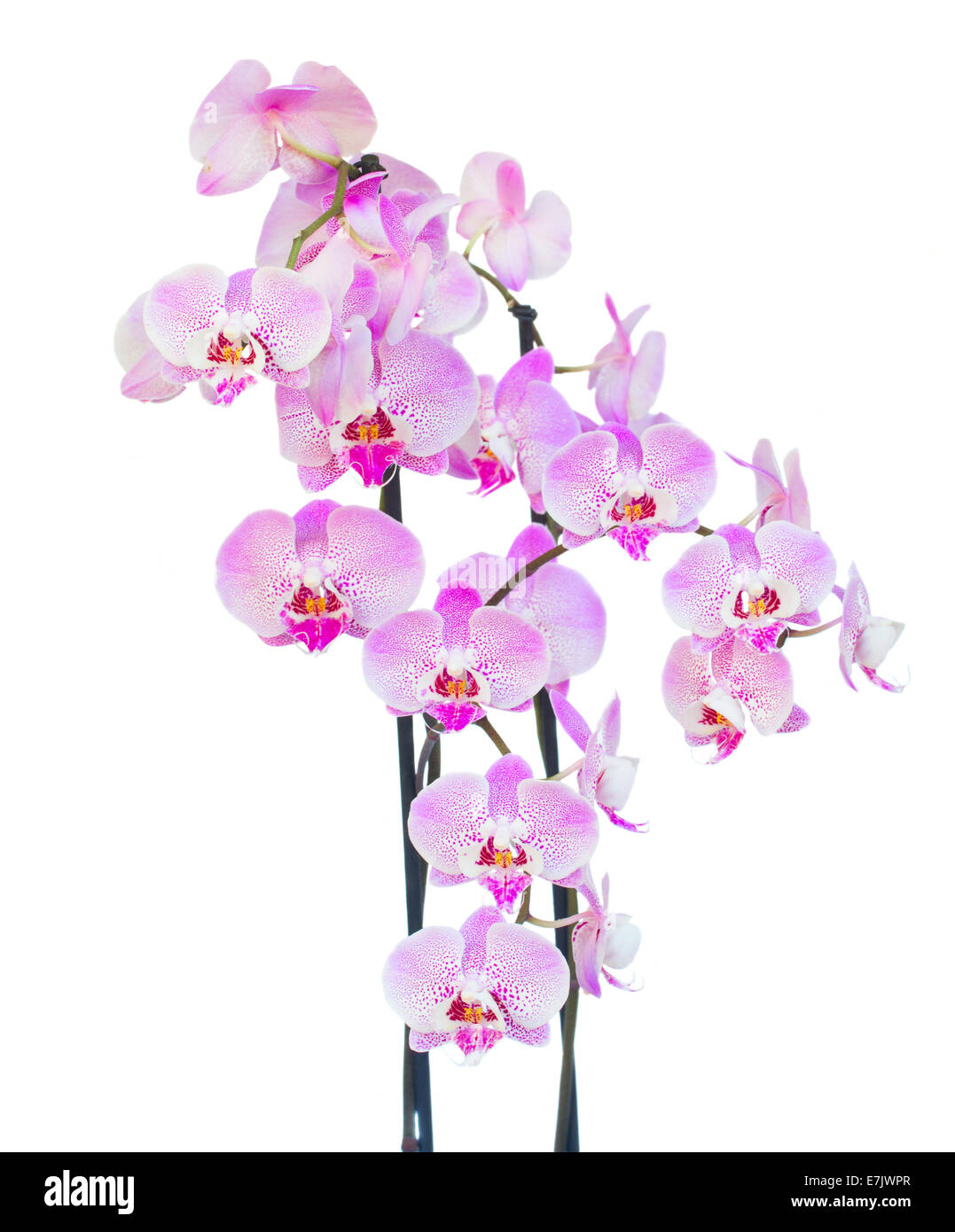pink orchid branch Stock Photo - Alamy