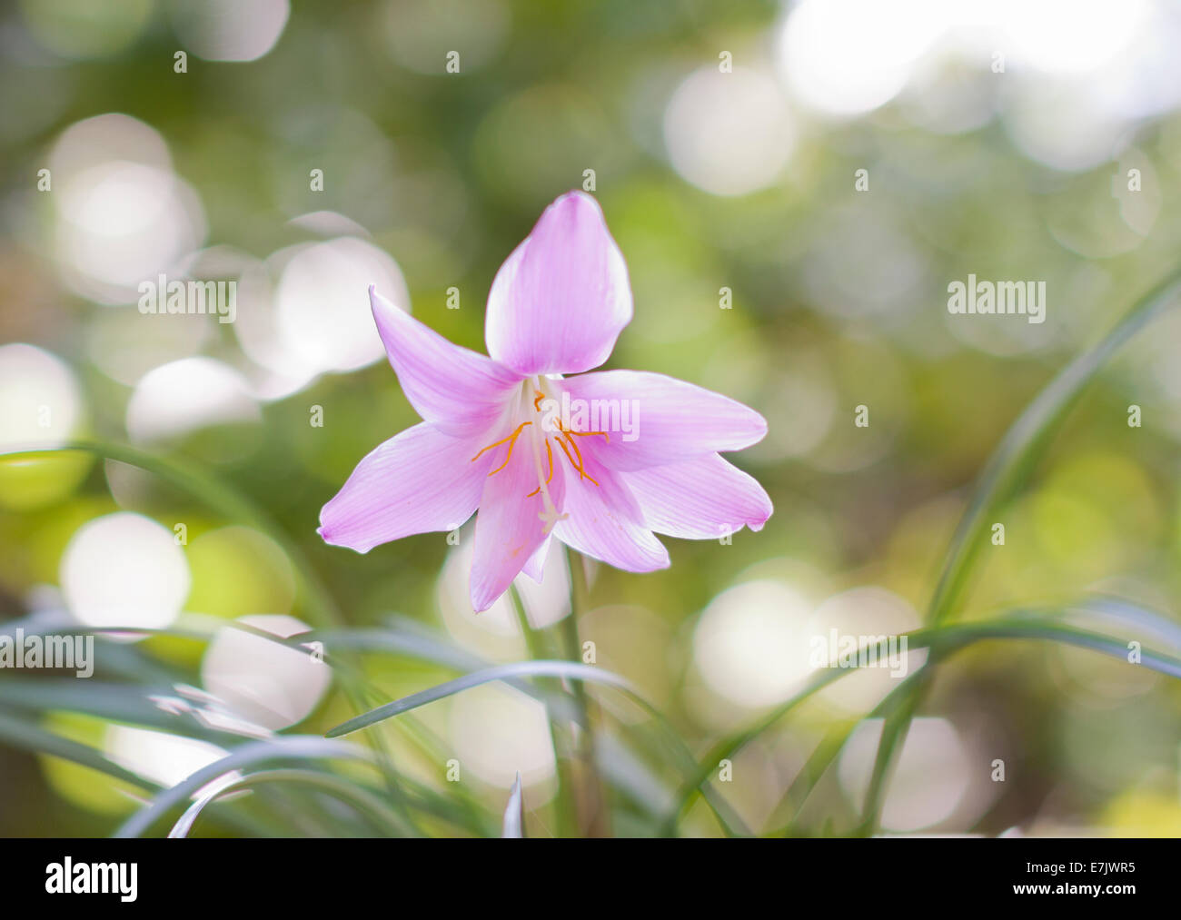 Water lilies. Spring background Stock Photo - Alamy
