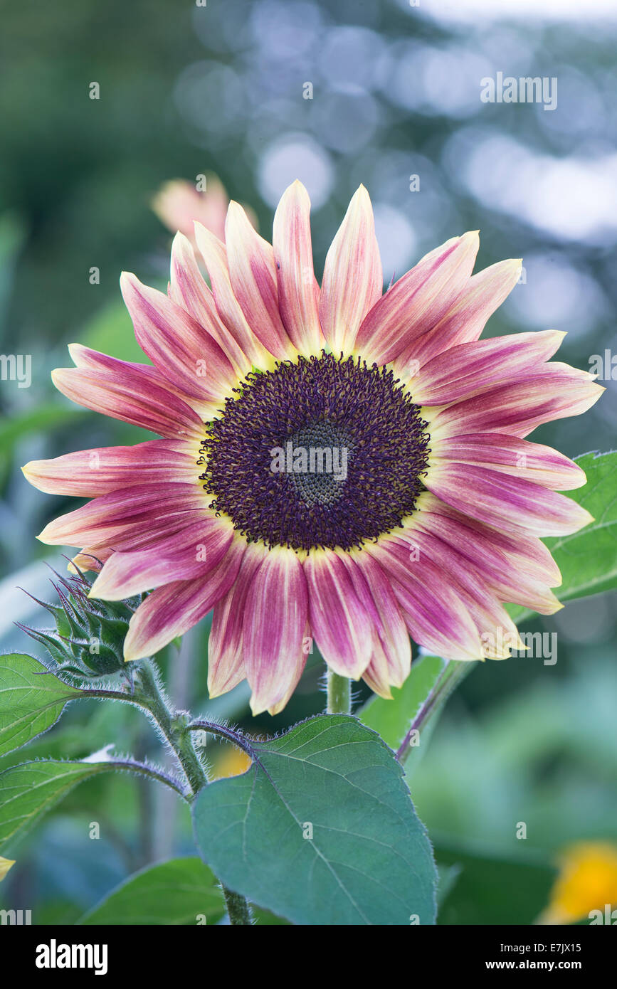 Pink sunflower hi-res stock photography and images - Alamy