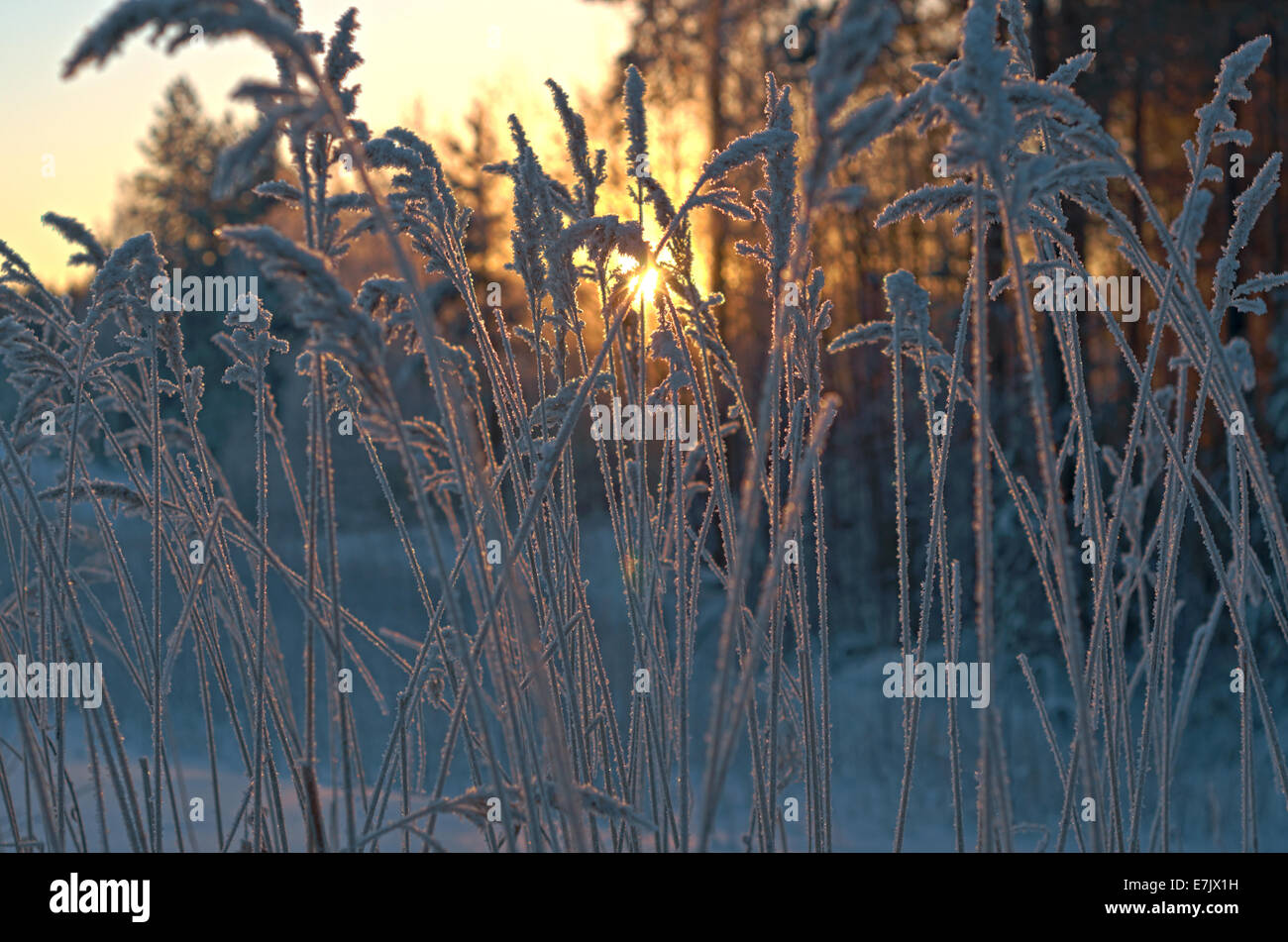 Winter scene frozenned flower hi-res stock photography and images - Alamy