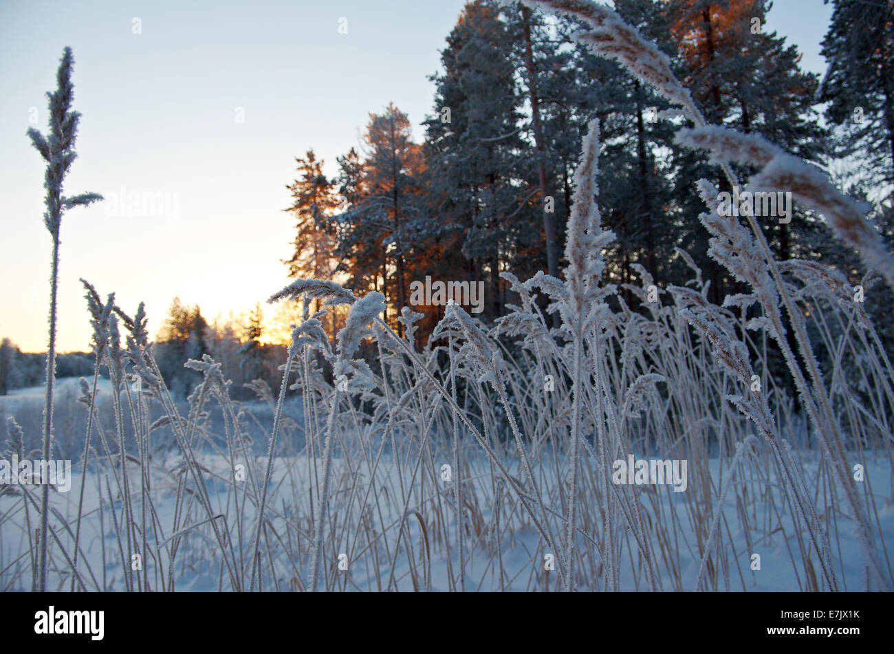 Winter Scene Frozenned Flower High Resolution Stock Photography and ...