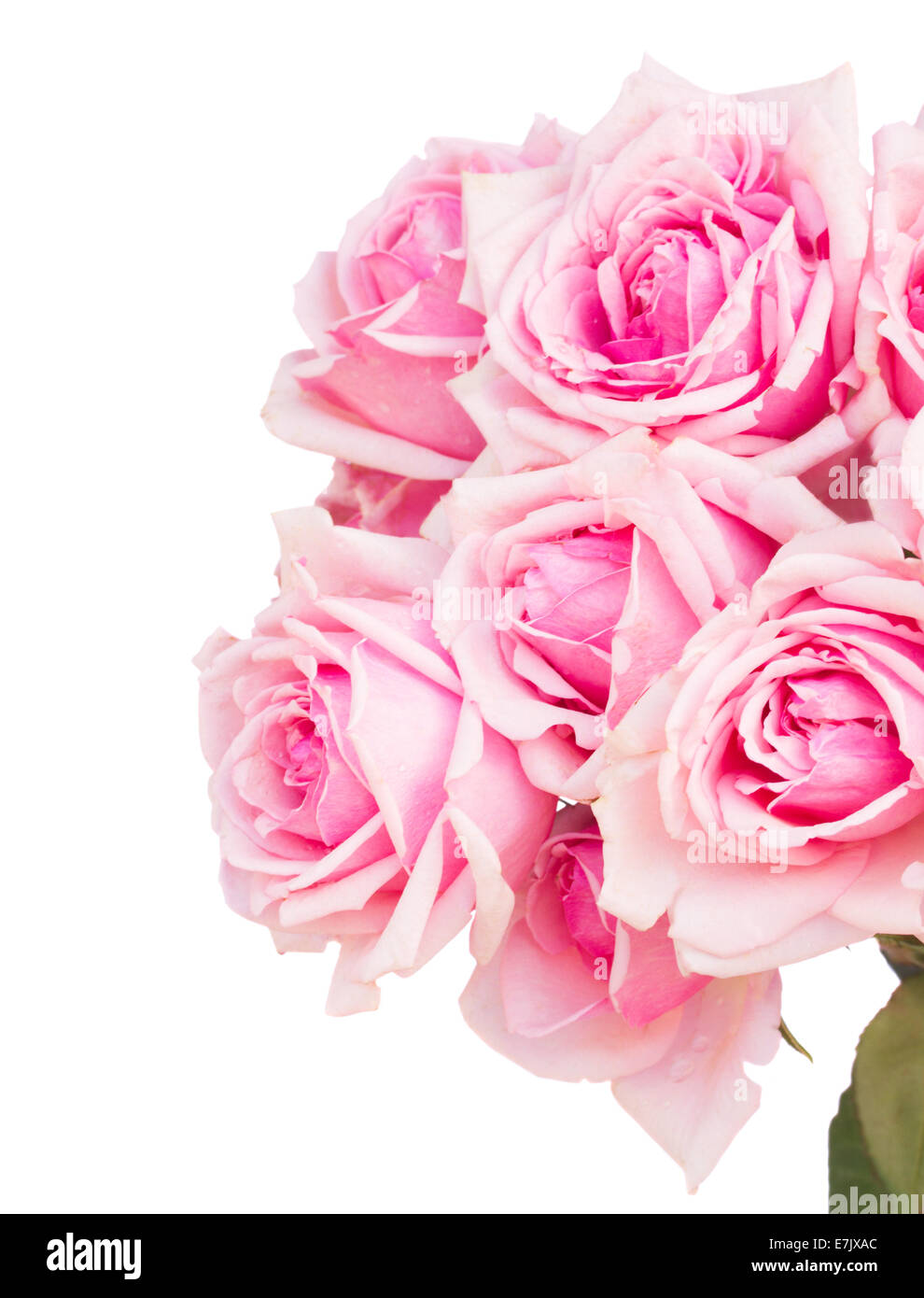 bouquet of fresh pink roses close up Stock Photo - Alamy