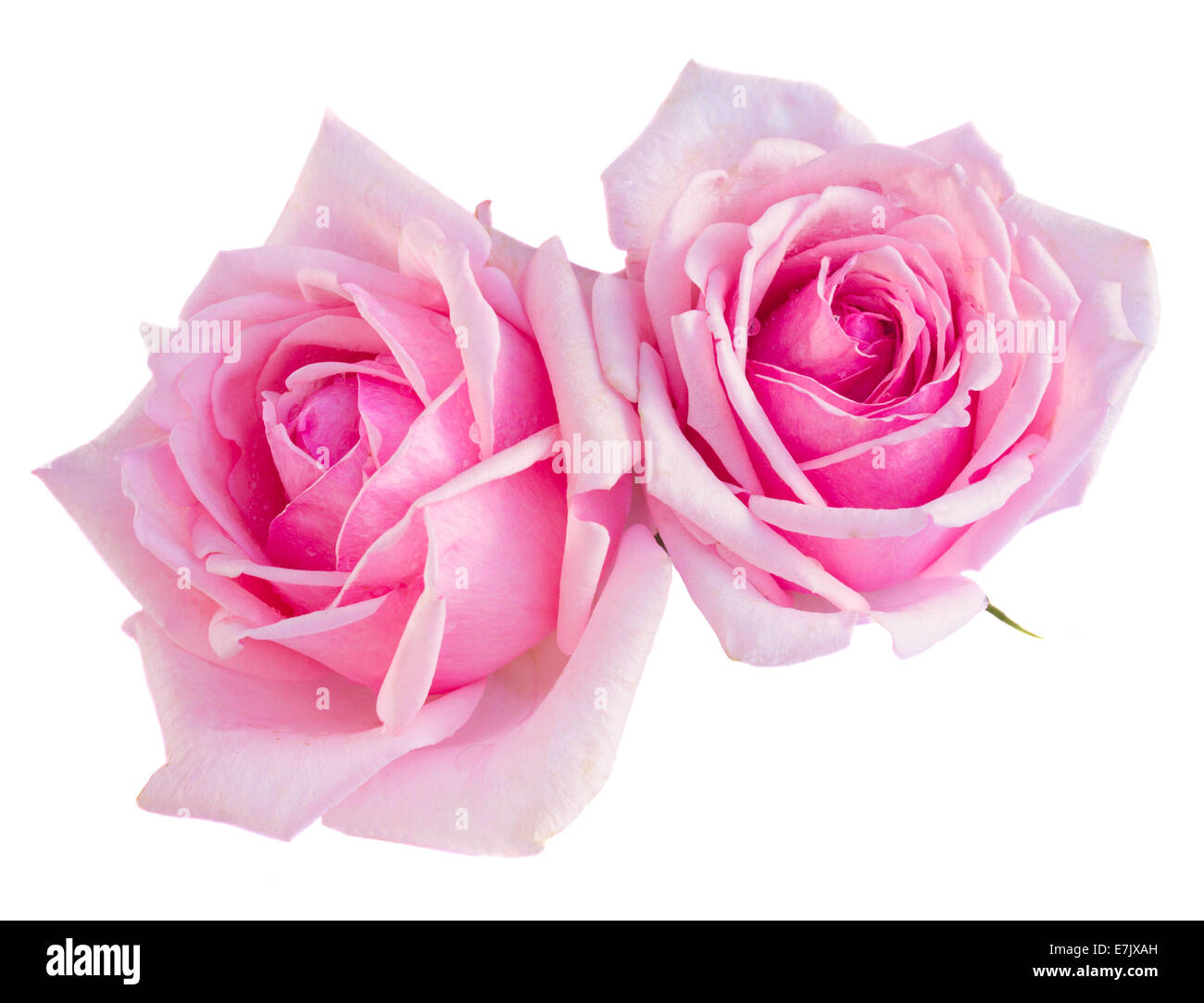 Two color roses Cut Out Stock Images & Pictures - Alamy