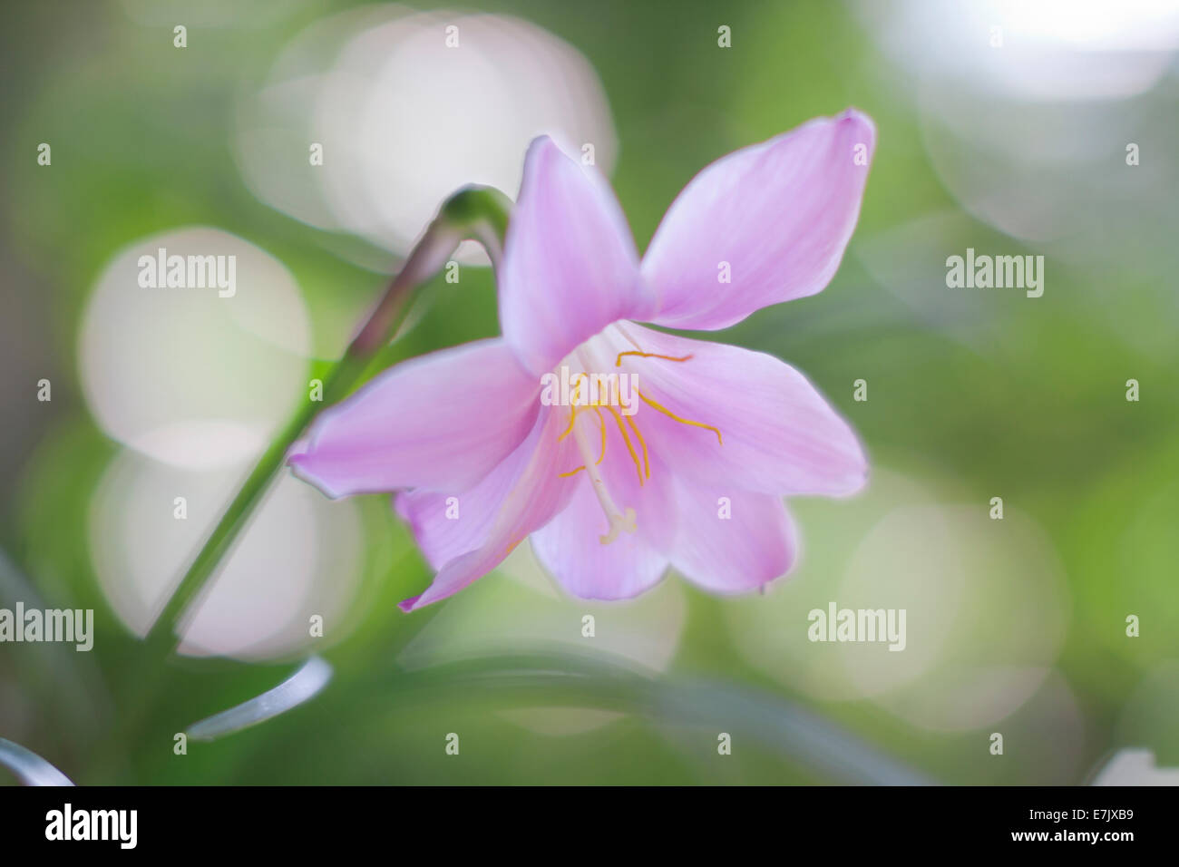 Water lilies. Spring background Stock Photo - Alamy