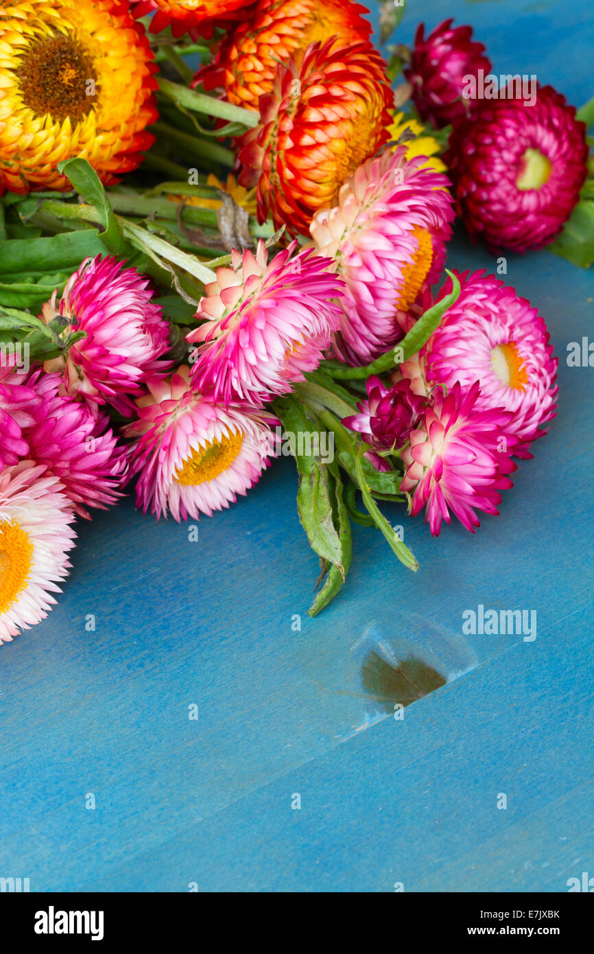 Everlasting flower posy hi-res stock photography and images - Alamy