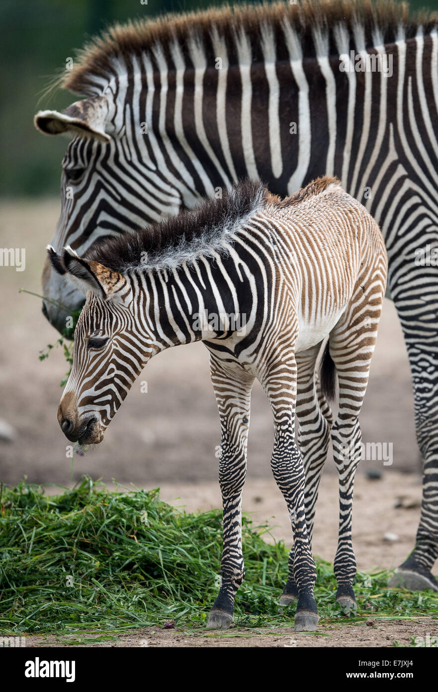 Berlin zoo zebra hi-res stock photography and images - Alamy