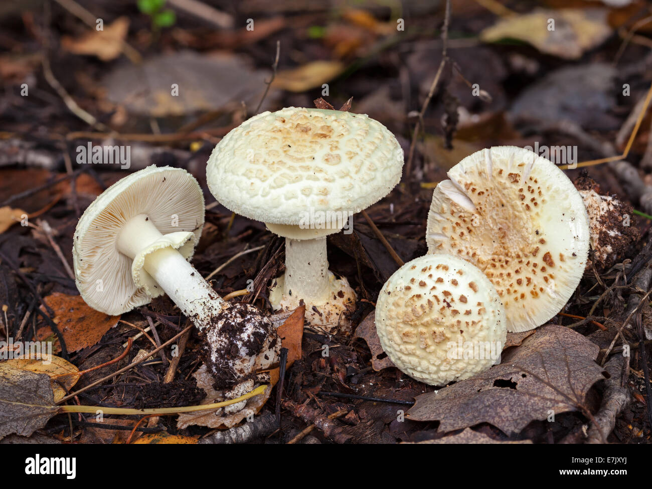 False death cap mushrooms hi-res stock photography and images - Alamy