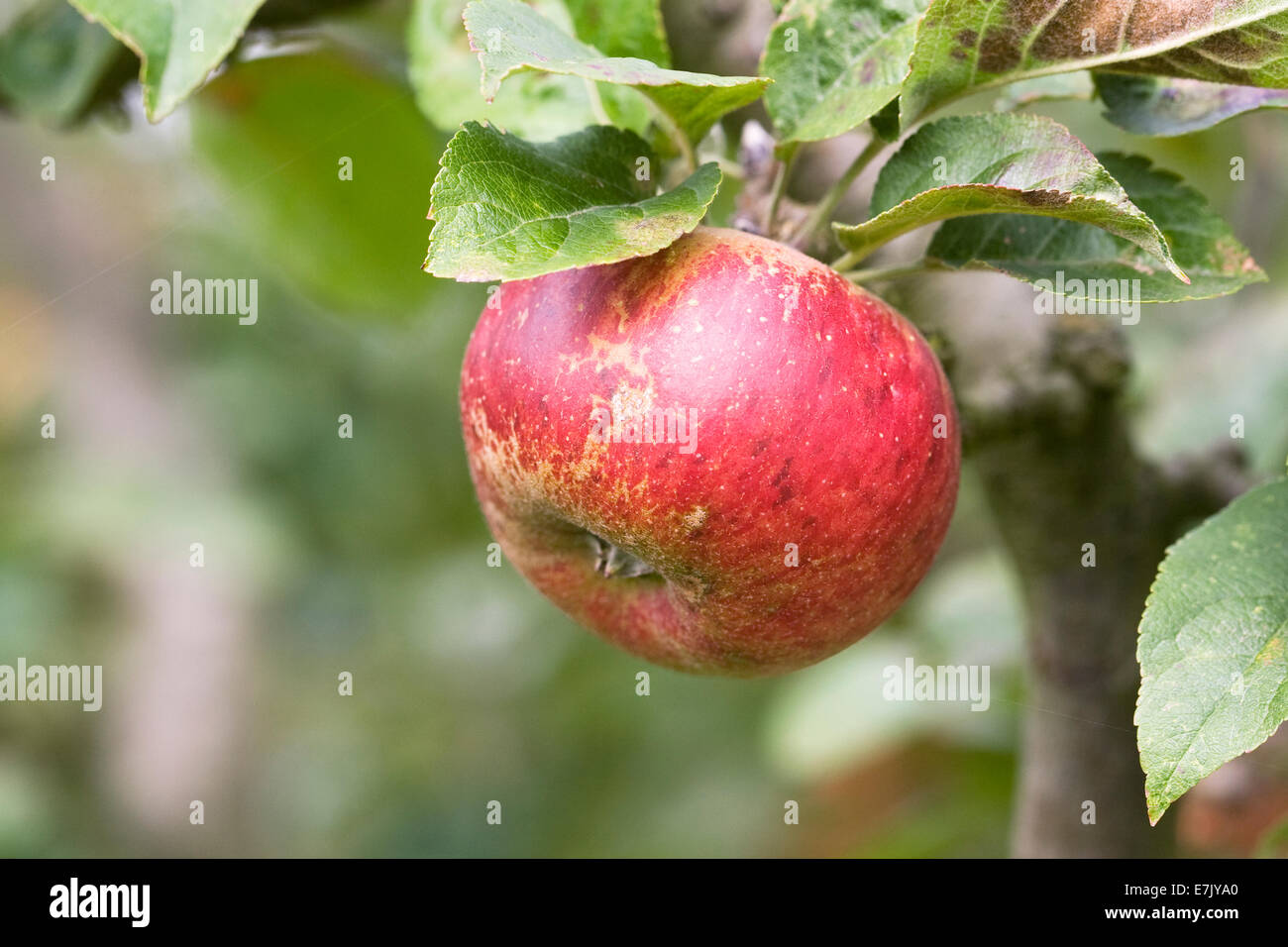 Queen of fruits hi-res stock photography and images - Alamy