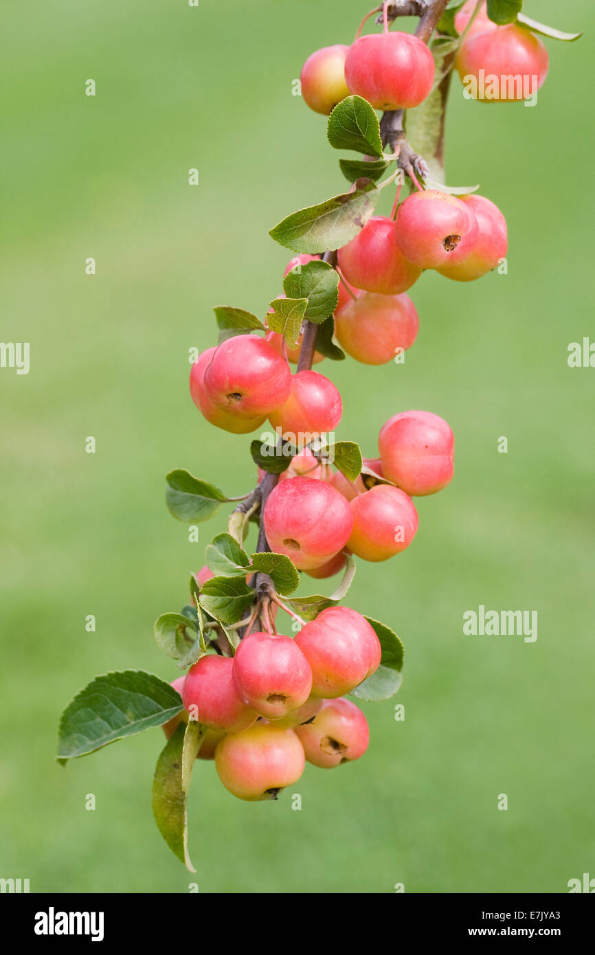 Malus × robusta. Crab apple 'Red Sentinel' Stock Photo - Alamy