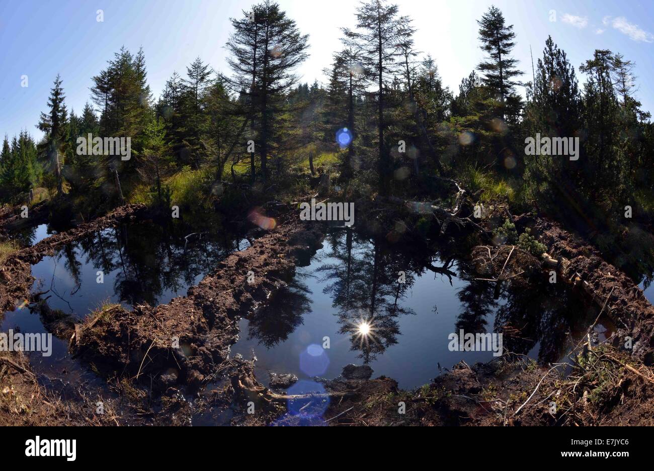 Moor biotop hi-res stock photography and images - Alamy
