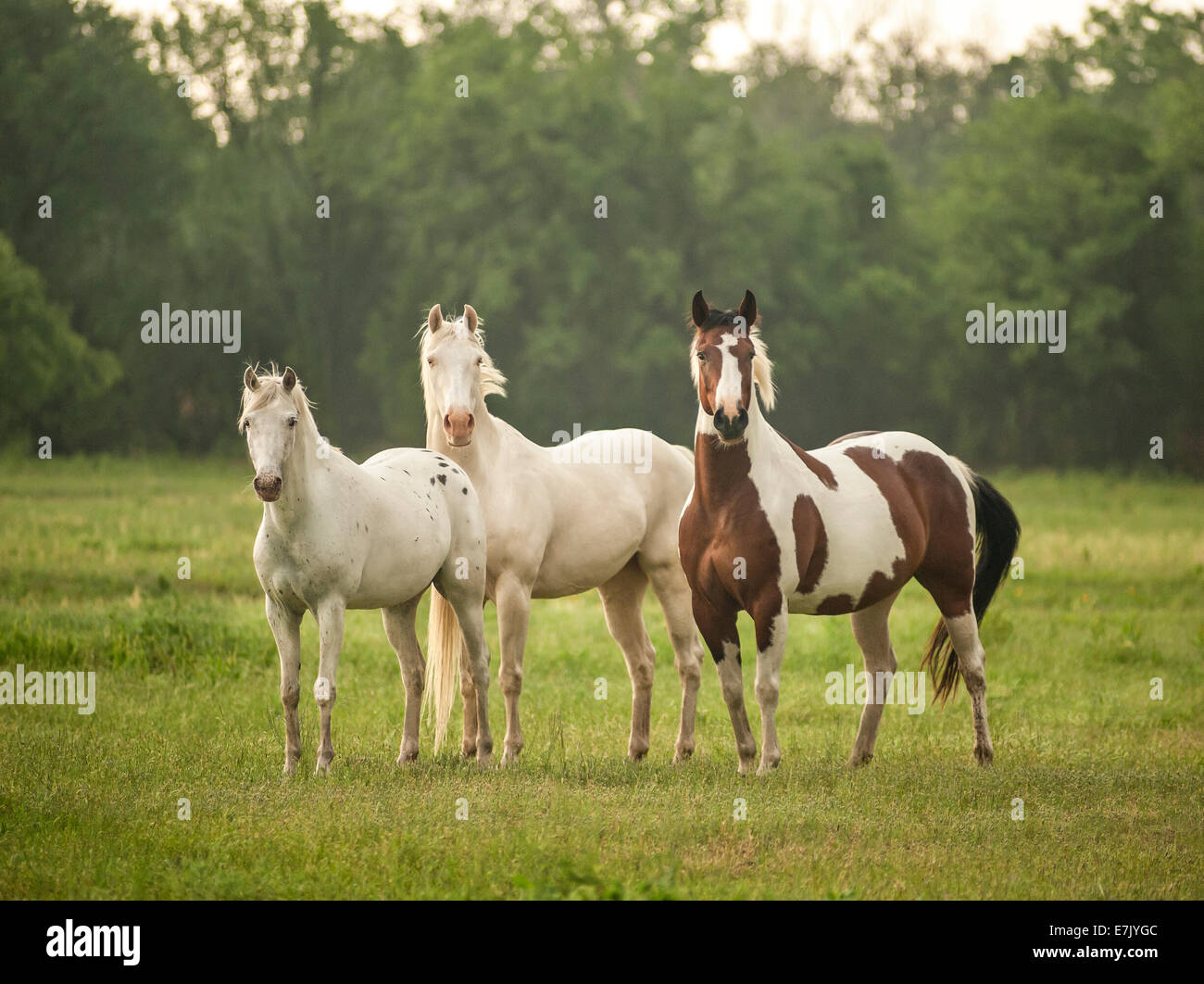 Three horses hi-res stock photography and images - Alamy