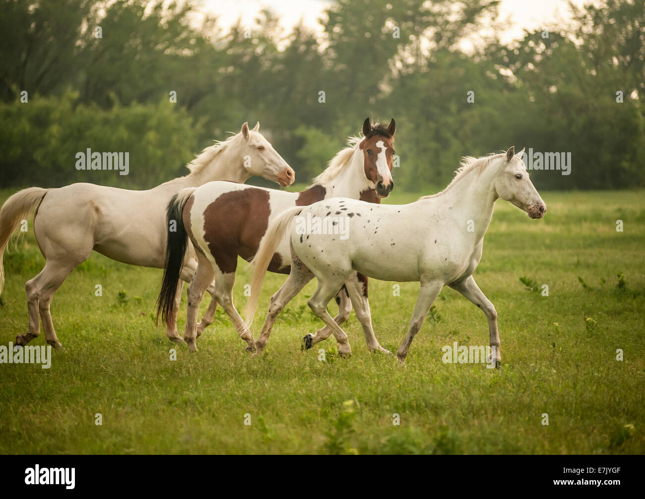 Three horses at sunset Stock Photo - Alamy