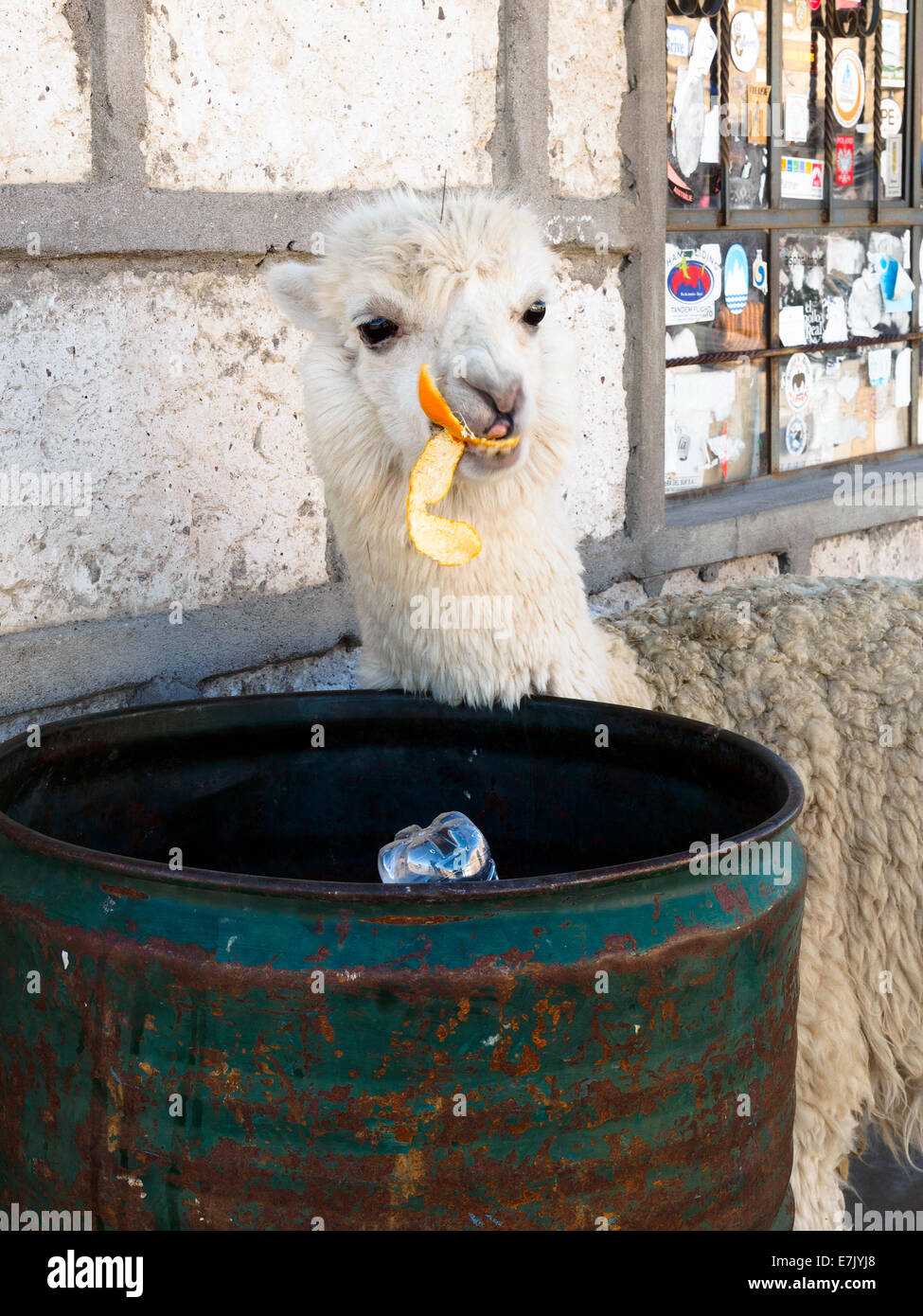 Alpaca rummaging into rubbish bin - Peru Stock Photo - Alamy