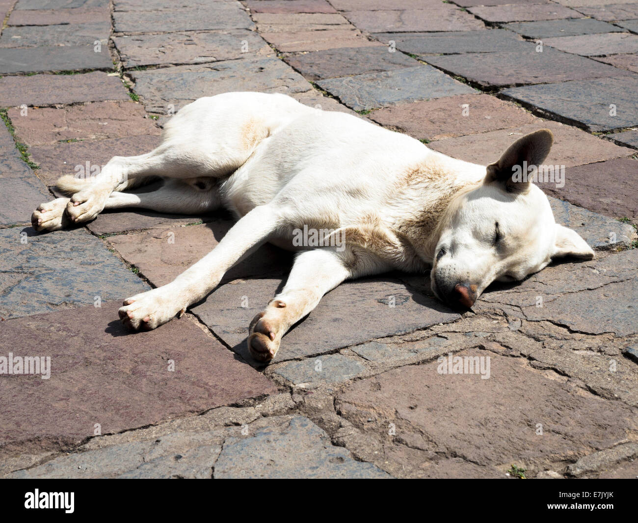 Peru dog hi-res stock photography and images - Alamy