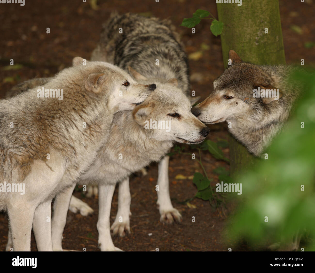 A pack of Grey Wolves Stock Photo - Alamy