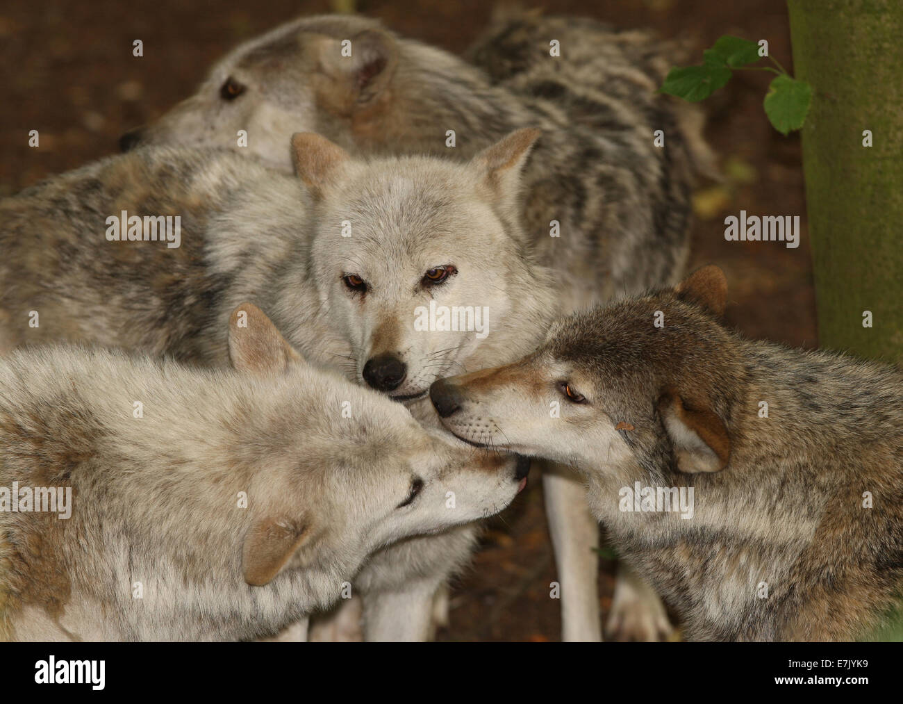 A pack of Grey Wolves Stock Photo - Alamy
