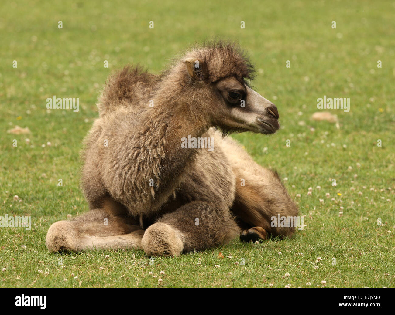 Bactrian camel young hi-res stock photography and images - Alamy