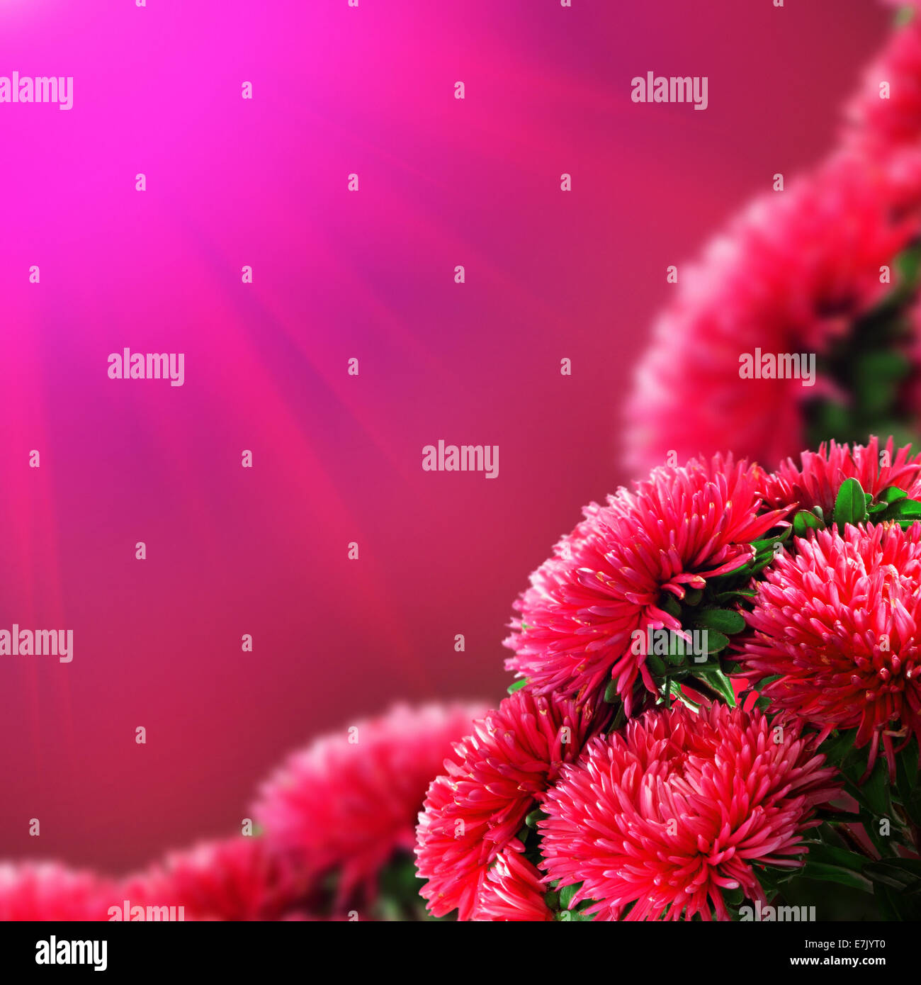Pink flowers of asters on a magical background Stock Photo - Alamy