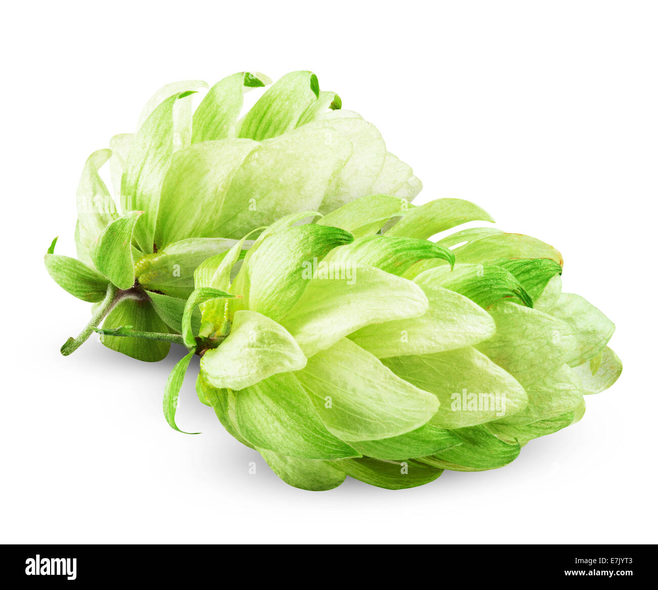 Fresh hops isolated on a white background Stock Photo - Alamy