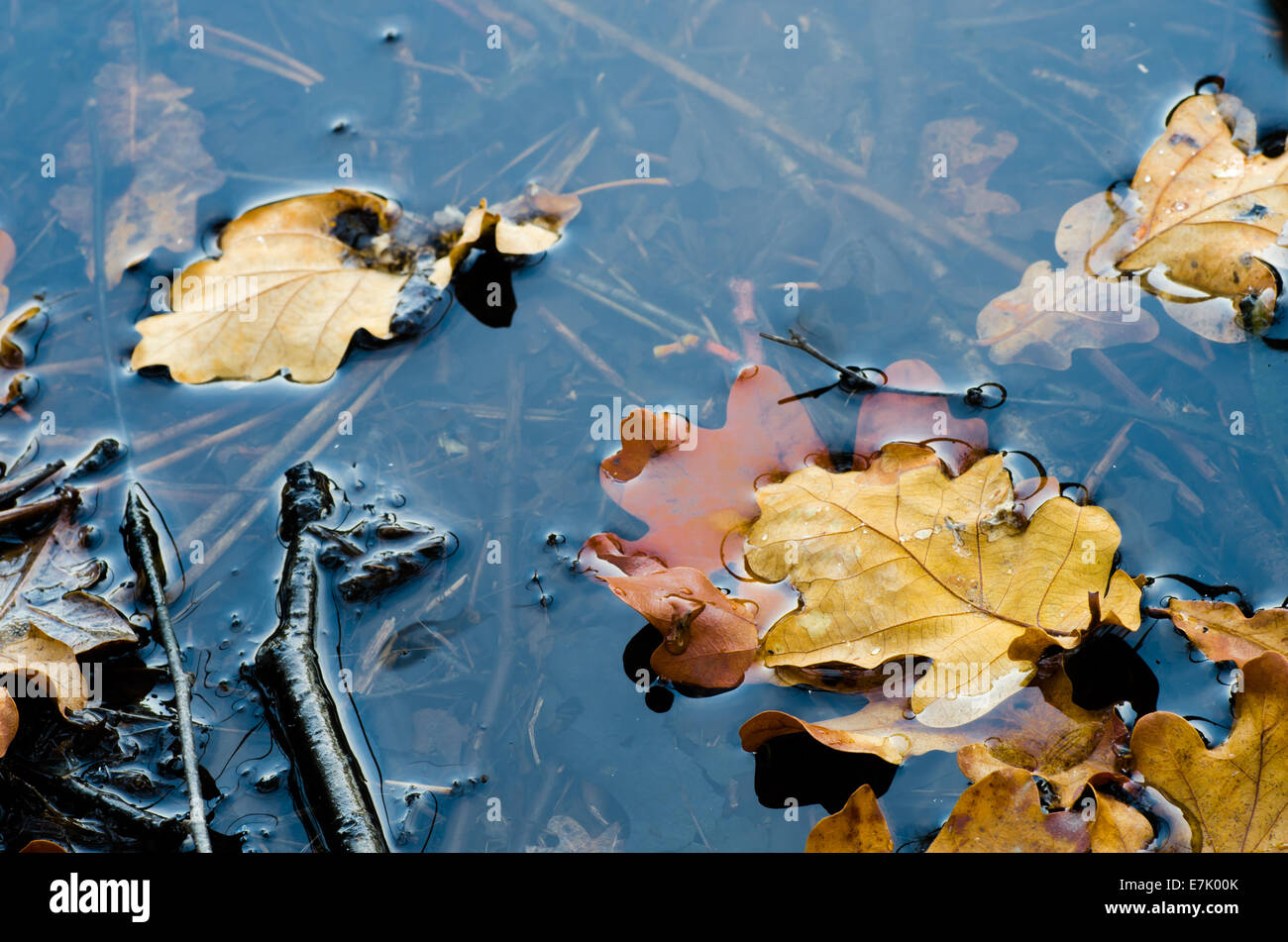 oak fall leaves in water Stock Photo - Alamy