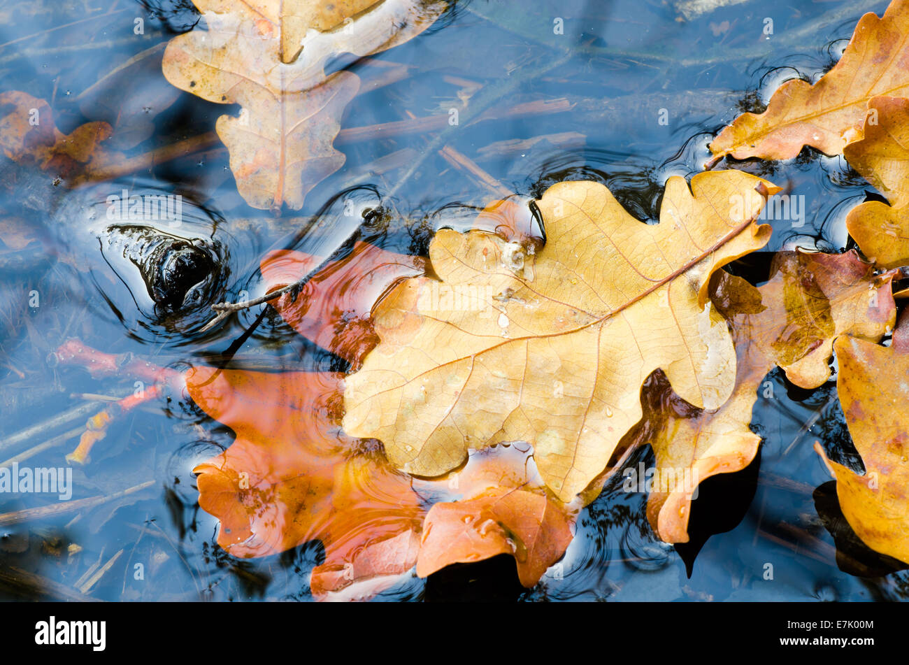 oak fall leaves in water Stock Photo - Alamy