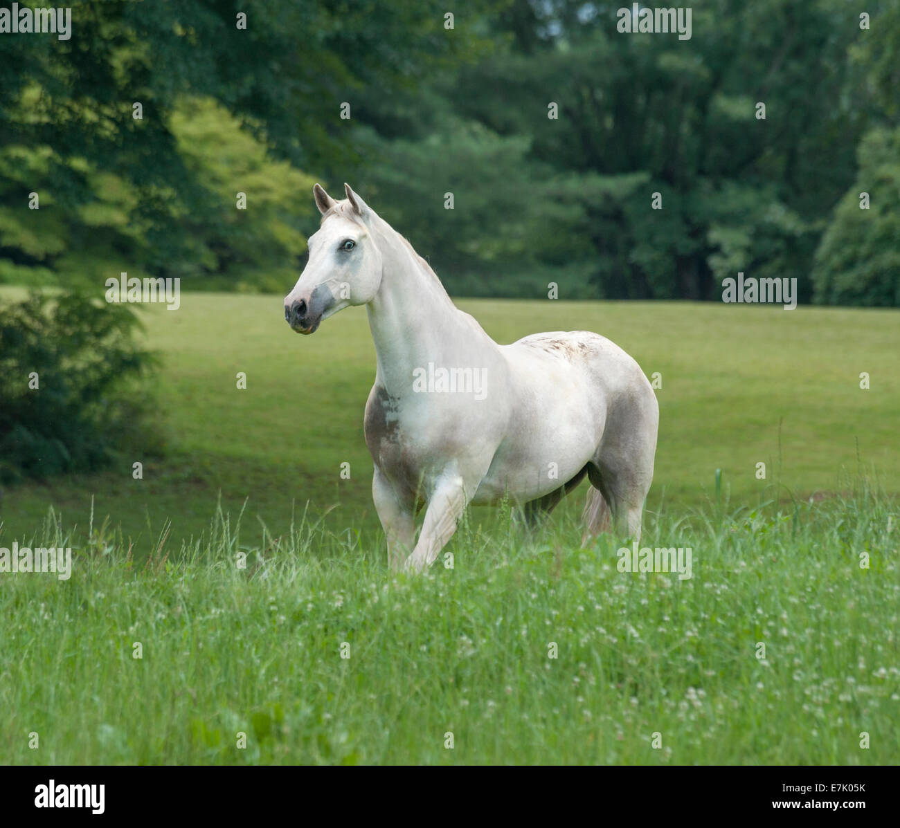 Gray quarter horse hi-res stock photography and images - Alamy