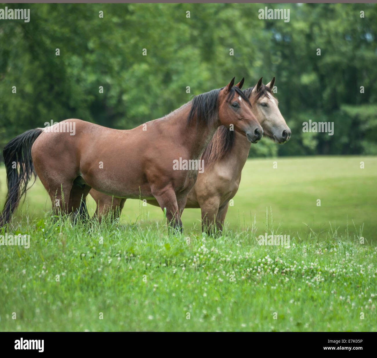 Red Roan Appaloosa Jumping