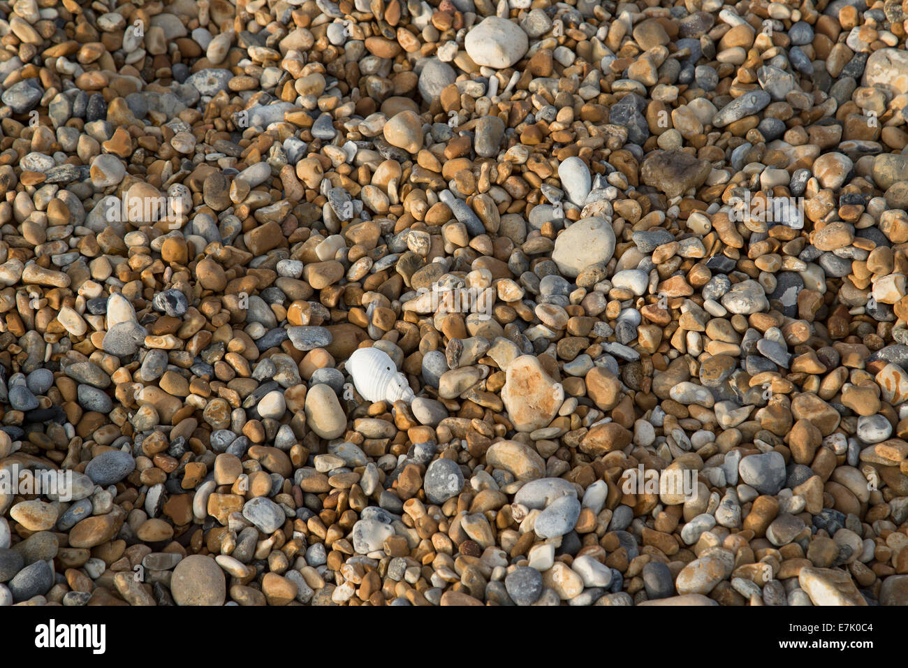 Shingle shell hi-res stock photography and images - Alamy