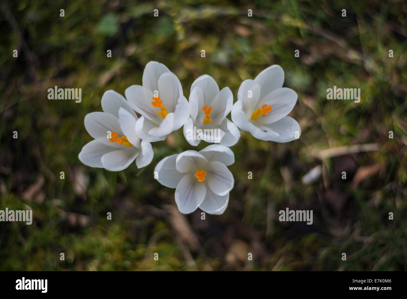 White crocus garden hi-res stock photography and images - Alamy