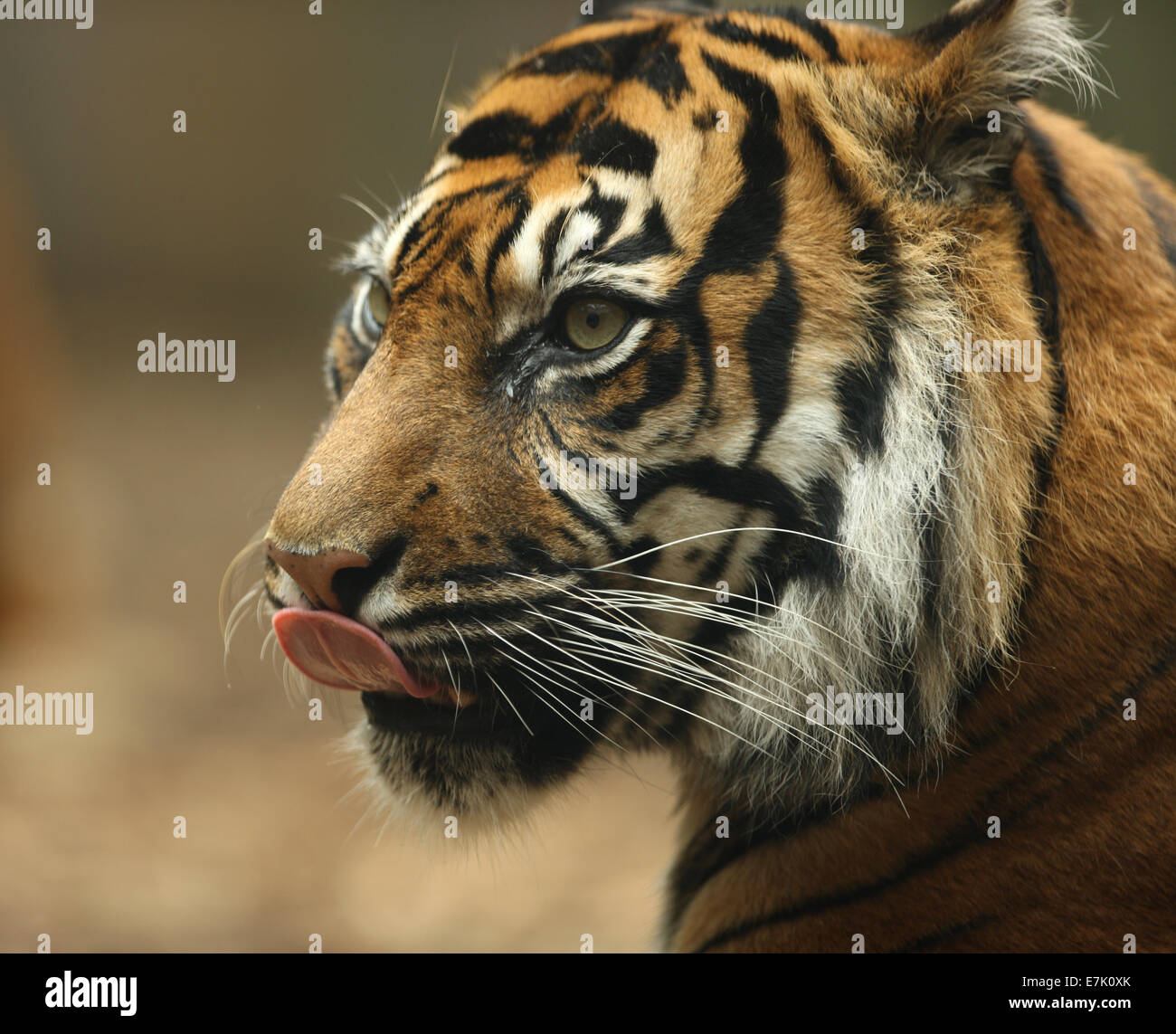 Portrait of a Bengal Tiger licking his lips Stock Photo - Alamy