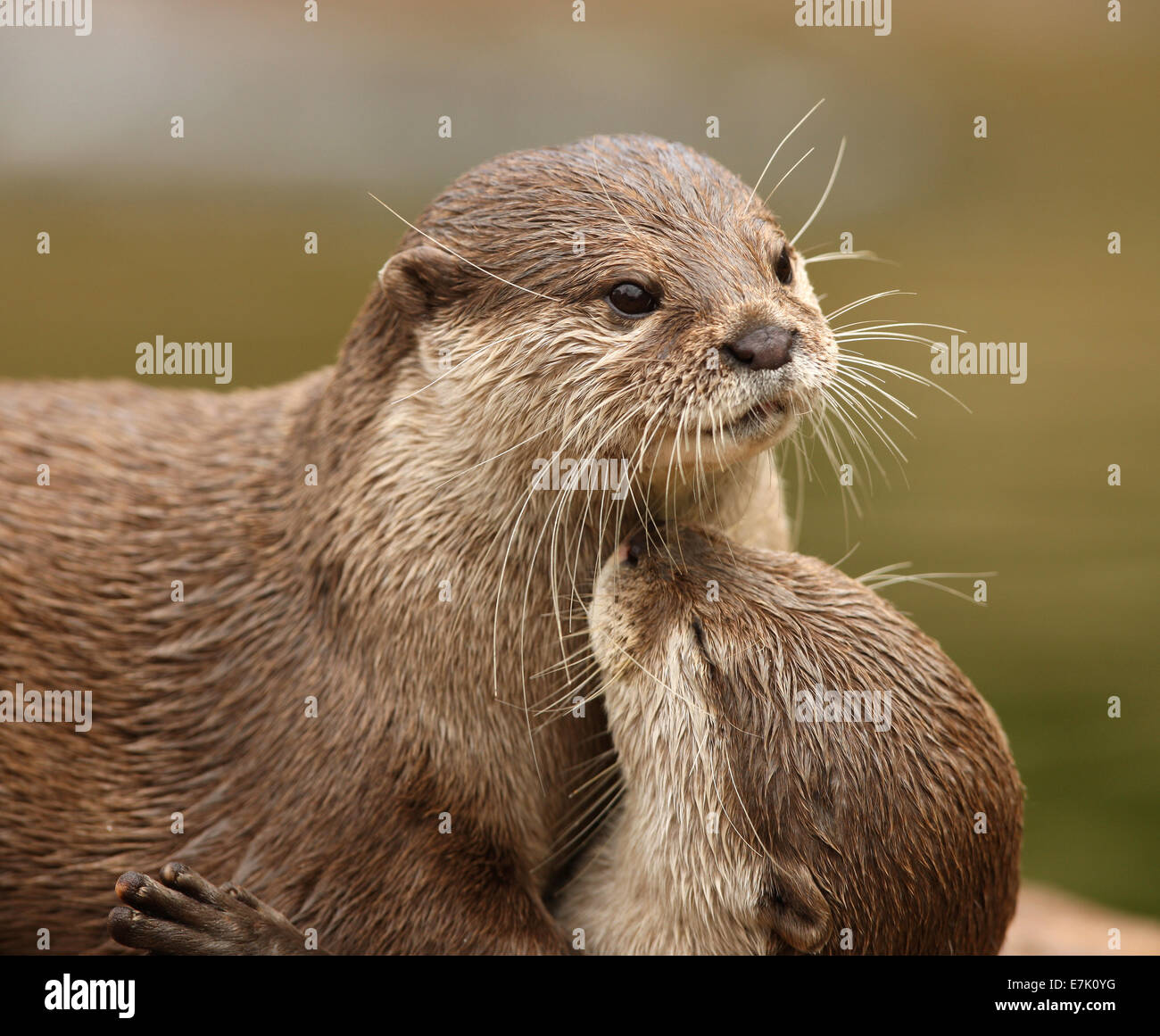 Asian short clawed otter amblonyx cinereus otter hi-res stock ...