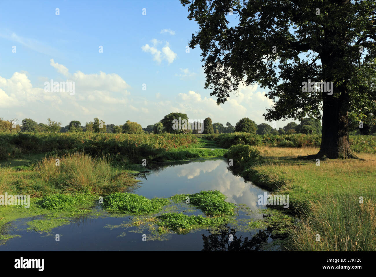 Bushy Park, SW London, England, UK. 19th September 2014. A tranquil ...