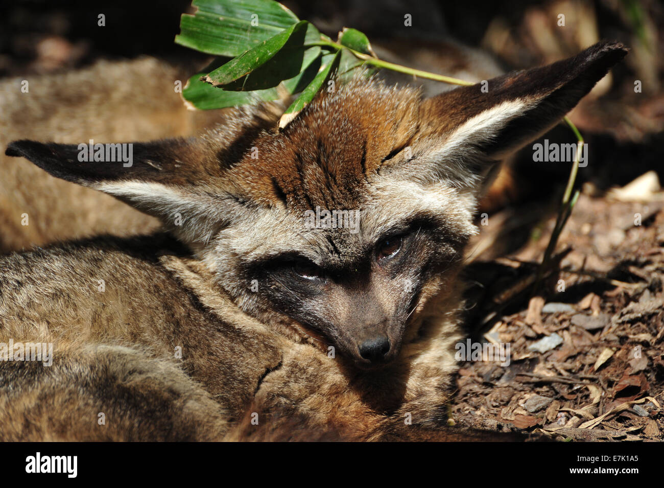 bat eared fox Stock Photo - Alamy