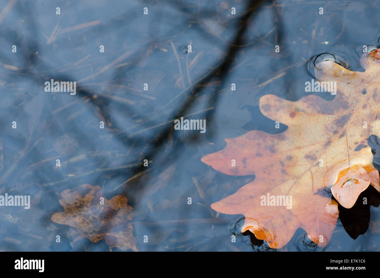 oak fall leaves in water Stock Photo - Alamy
