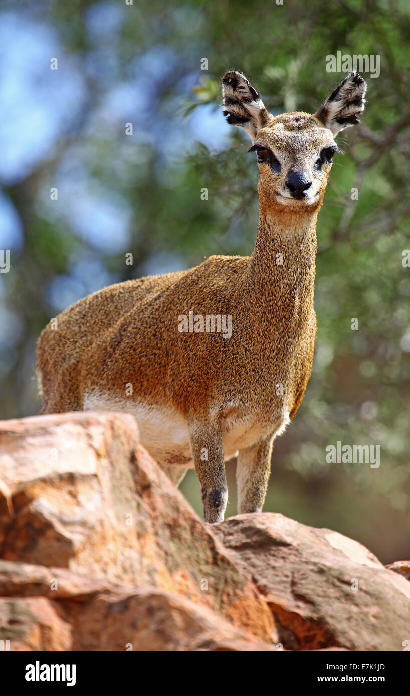 Klipspringer wildlife hi-res stock photography and images - Alamy