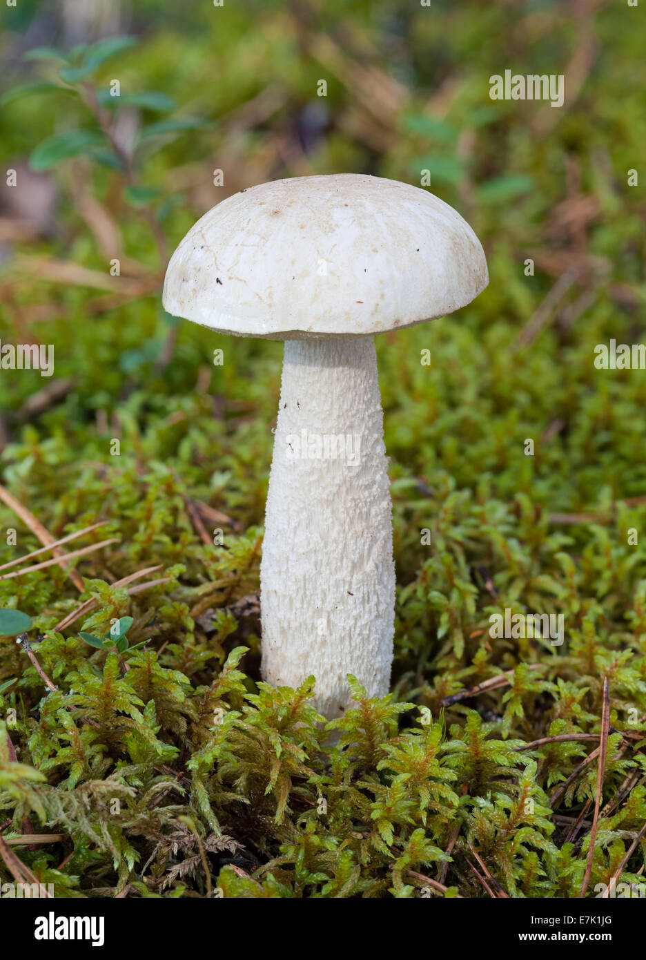 Ghost Bolete mushroom Stock Photo - Alamy