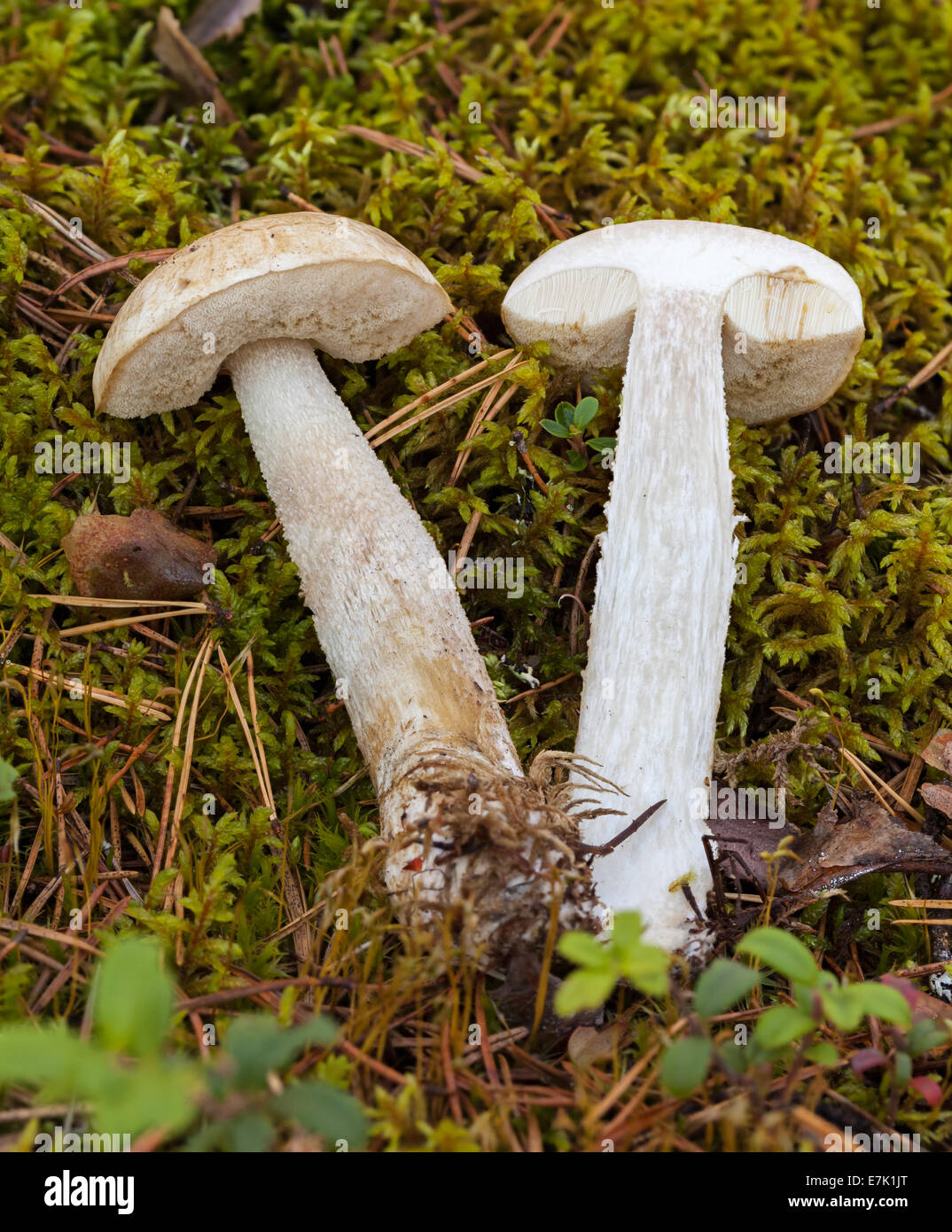 Ghost fungi hi-res stock photography and images - Alamy
