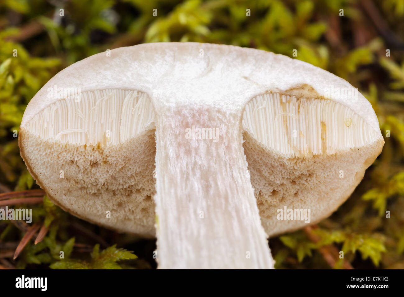 Ghost Bolete mushroom Stock Photo - Alamy