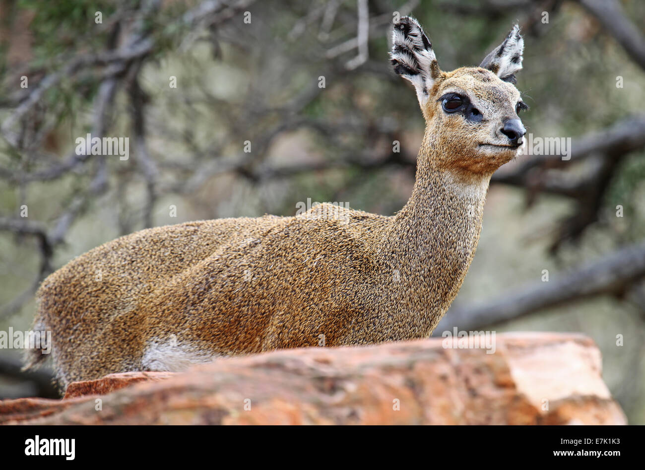 African Klipspringer