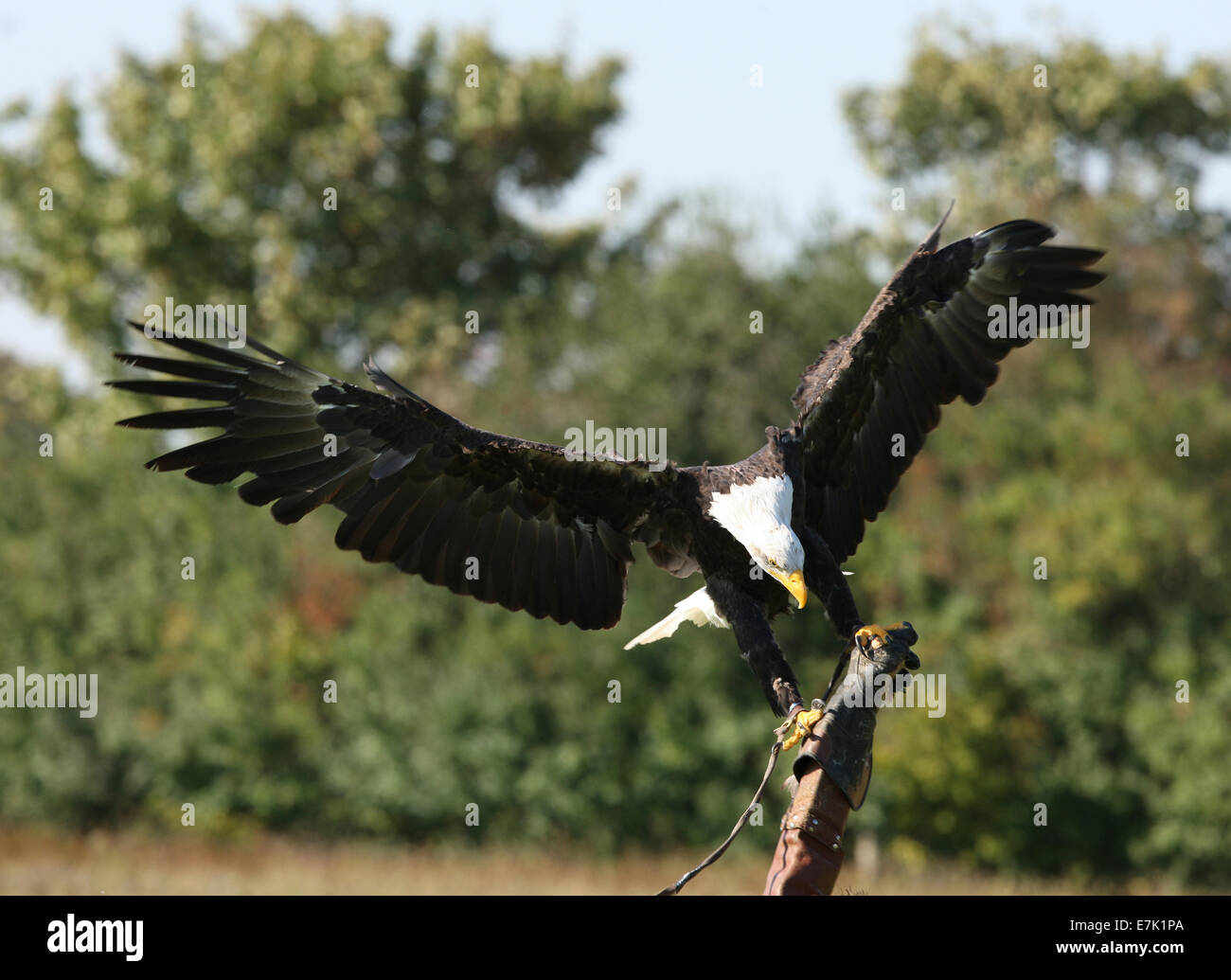 American bald eagle landing on hi-res stock photography and images - Alamy