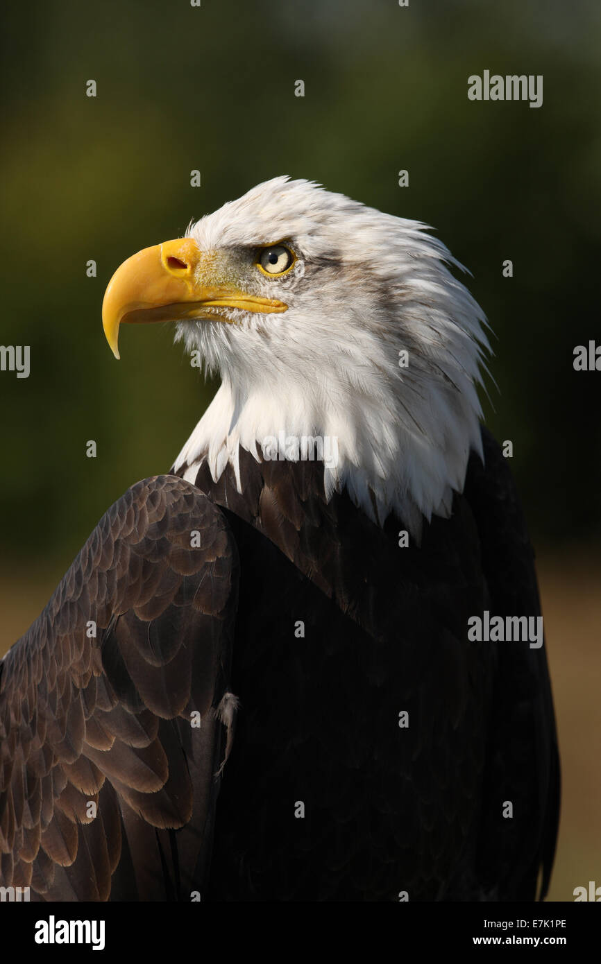 Portrait of a Bald Eagle Stock Photo - Alamy