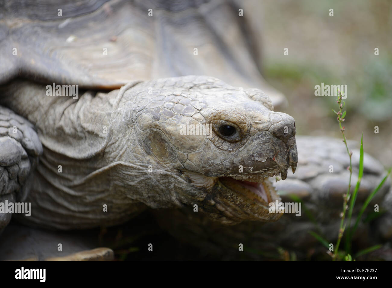 Tortoise mouth open hi-res stock photography and images - Alamy