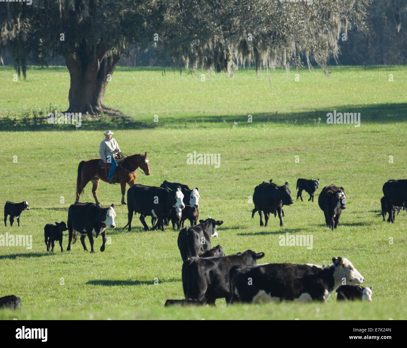 Cowhand hi-res stock photography and images - Alamy