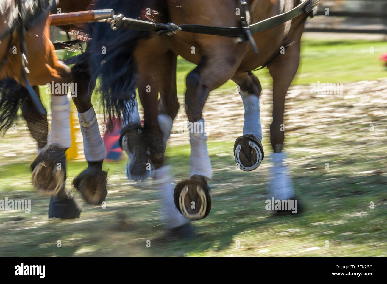 Team of horses pulling cart at combined driving competition Stock Photo ...