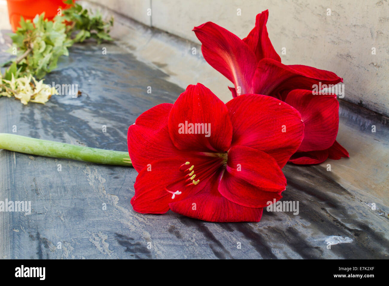 Wedding photography, Detail shots Stock Photo - Alamy