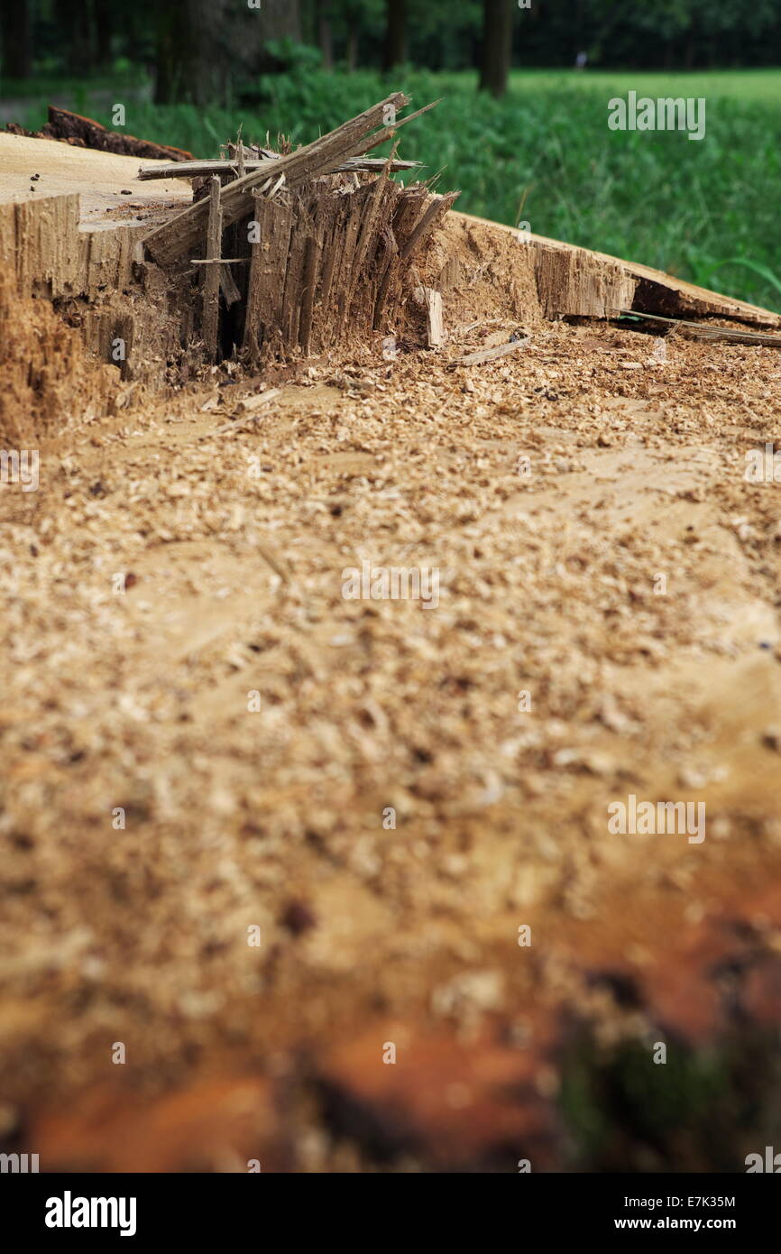 Remains of a tree cut Stock Photo - Alamy