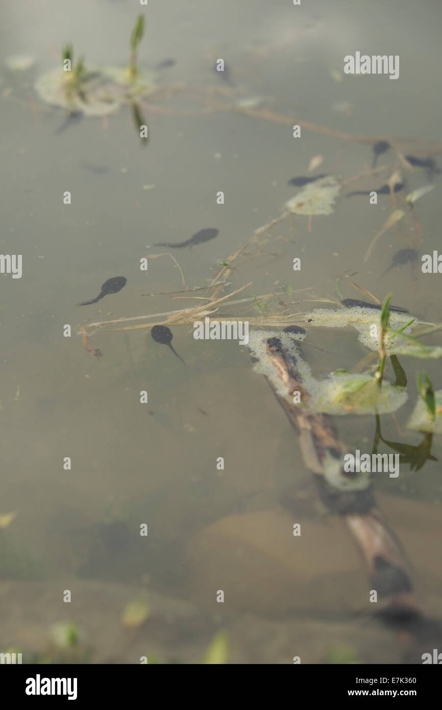 Tadpoles in Water swamp Stock Photo - Alamy