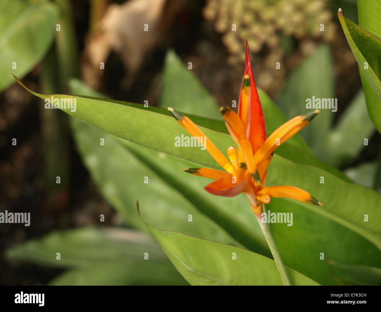 Beautiful bright flower hi-res stock photography and images - Alamy